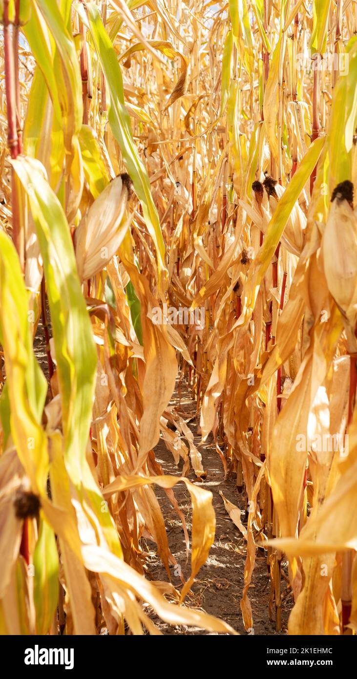 Causes of global warming hi-res stock photography and images - Alamy