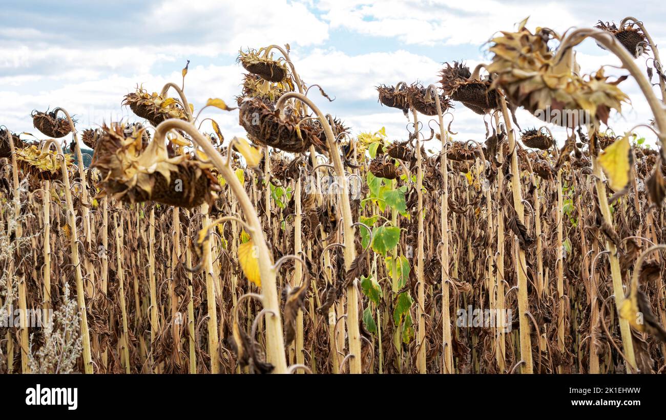 Dried sunflower field as a result of improper agricultural practices ...