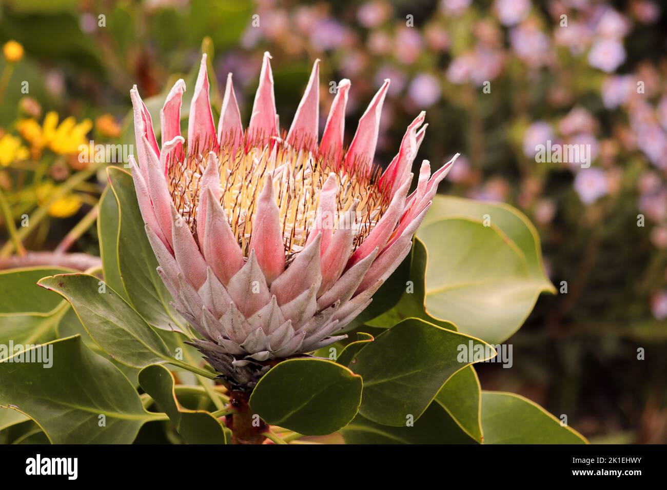 King Protea in the Kirstenbosch National Botanical Gardens in Cape Town ...