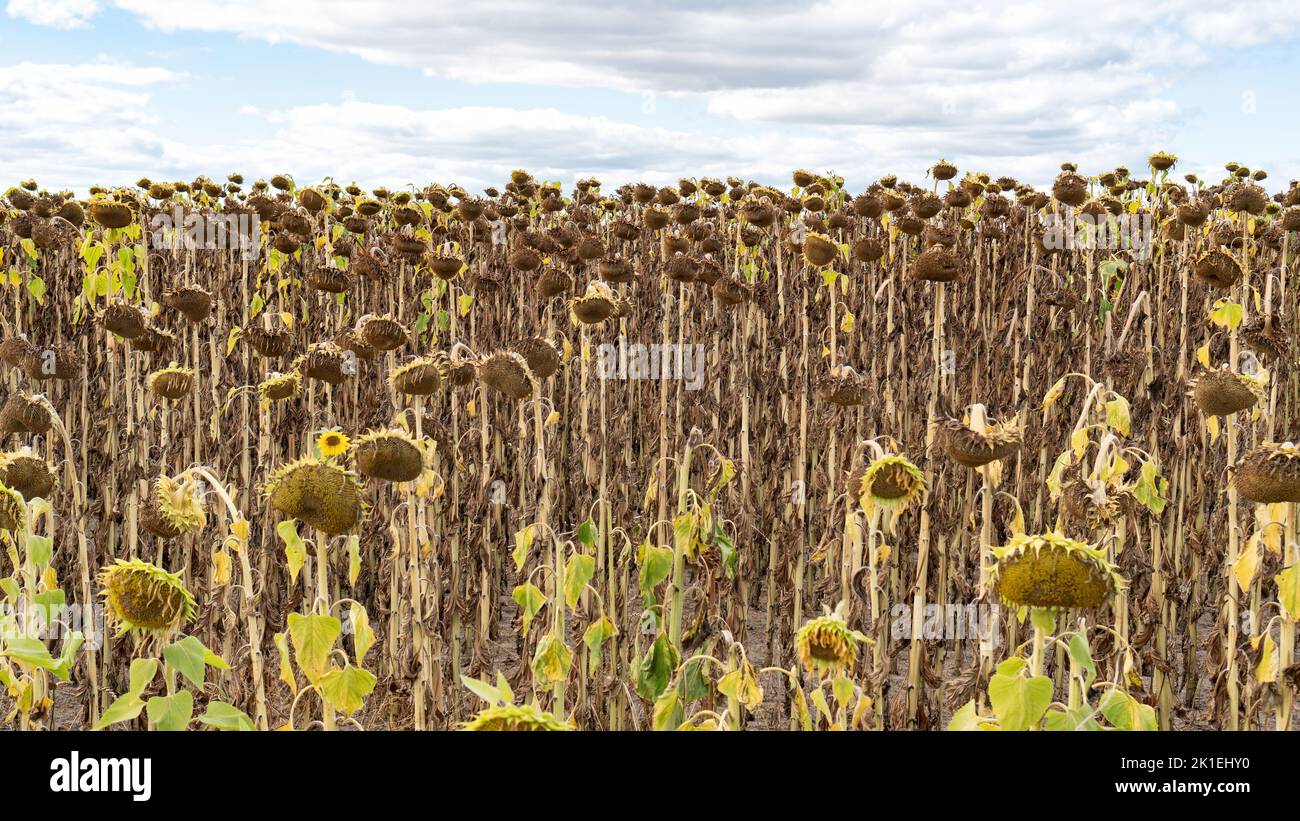 Food crisis concept. Sunflower crop failure due to abnormal heat and ...