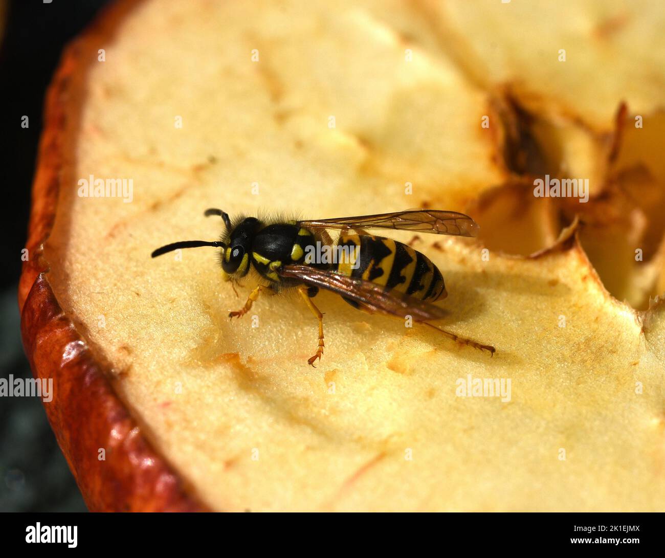 Hornet, Vespa crabro, is the largest native wasp species and is ...