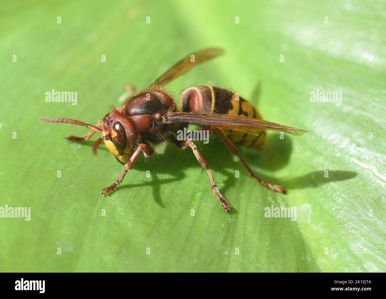 Hornet, Vespa crabro, is the largest native wasp species and is ...