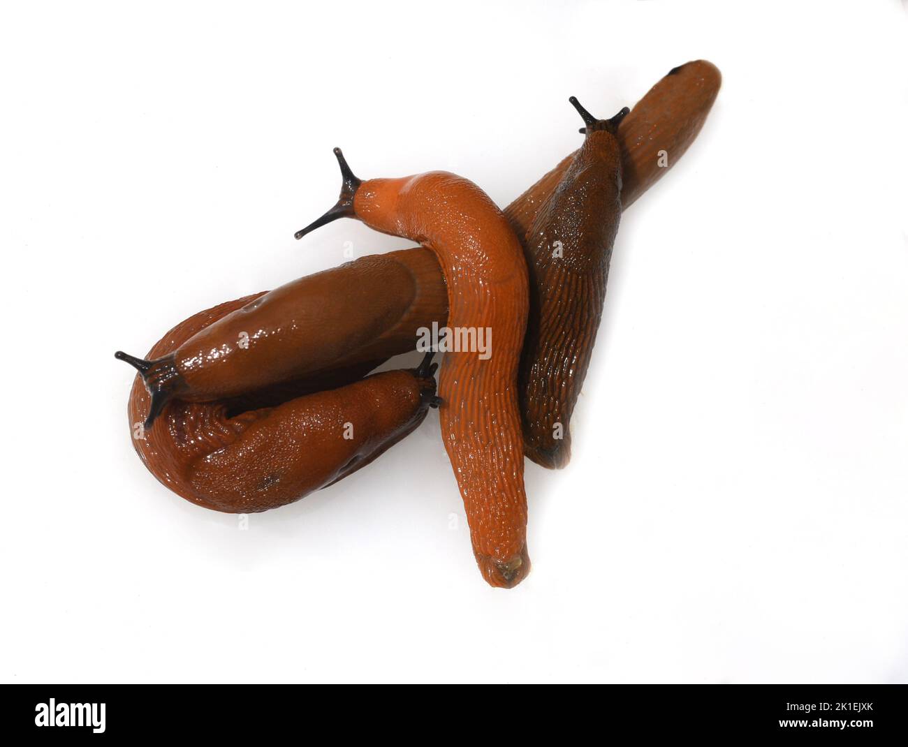 Land slugs hi-res stock photography and images - Alamy