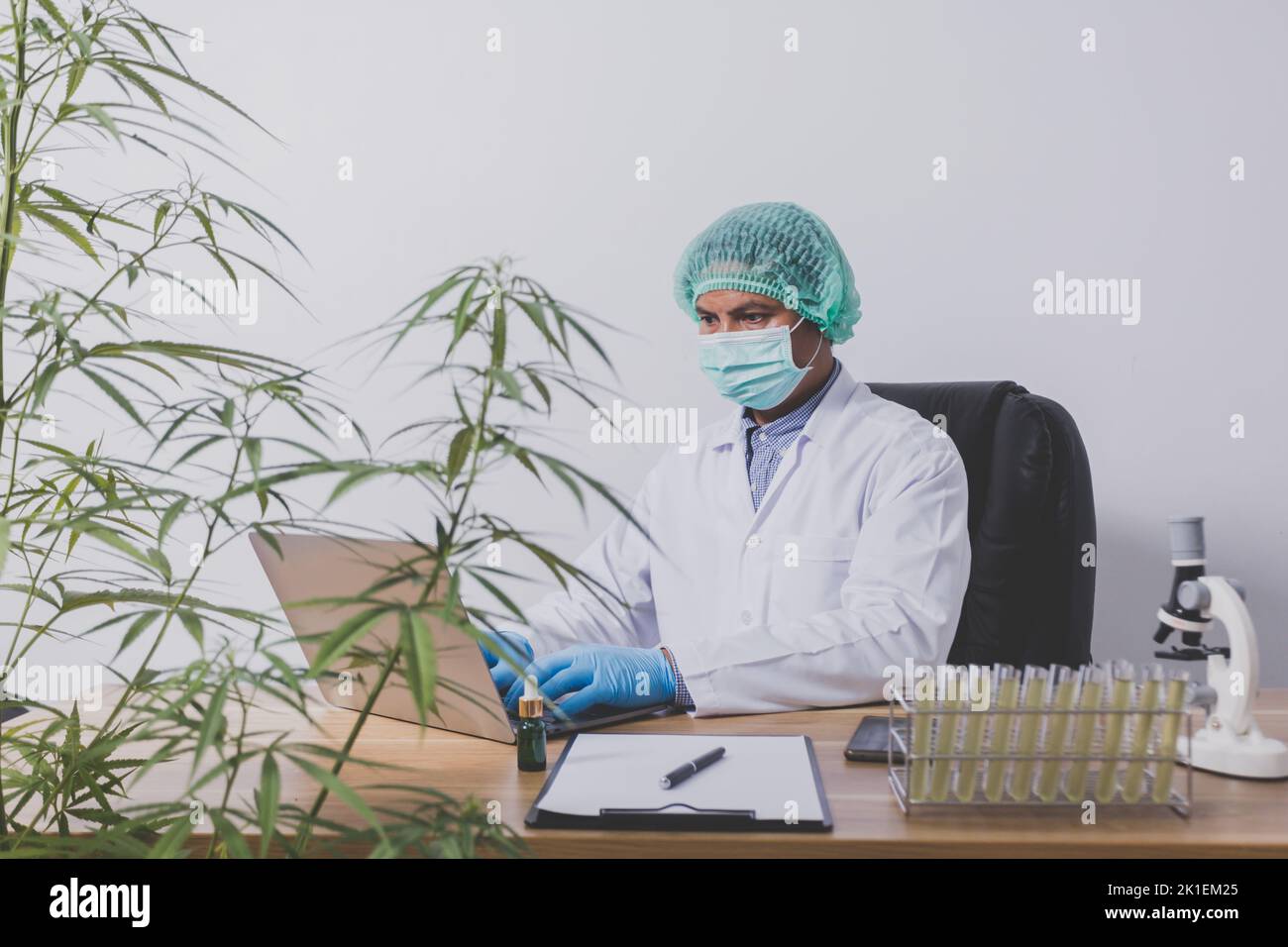 and cannabis researchers are experimenting Stock Photo - Alamy