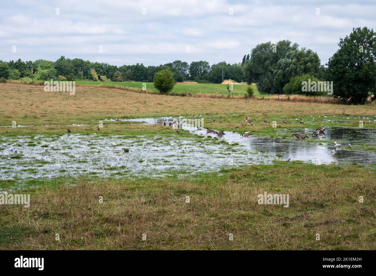 Egyptian gooses drinking in a swamp pond in the wetlands at the Wallon ...
