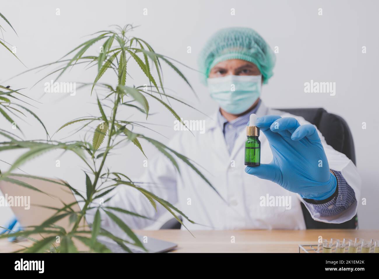 and cannabis researchers are experimenting Stock Photo - Alamy