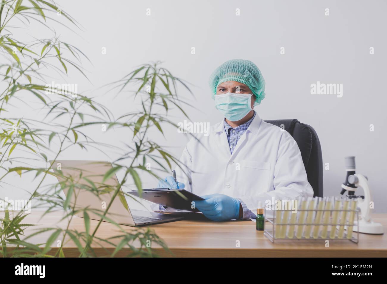 and cannabis researchers are experimenting Stock Photo - Alamy