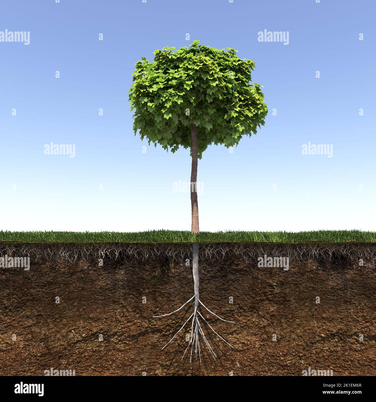 tree root system, cg illustration, sketch, outline Stock Photo - Alamy