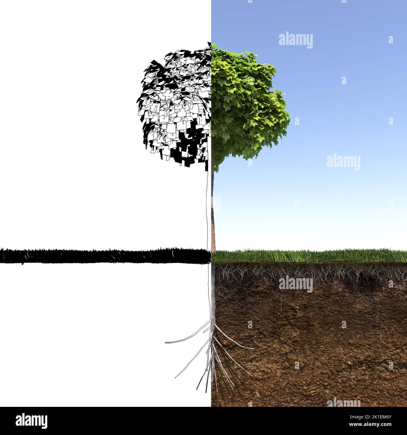 tree root system, cg illustration, sketch, outline Stock Photo - Alamy