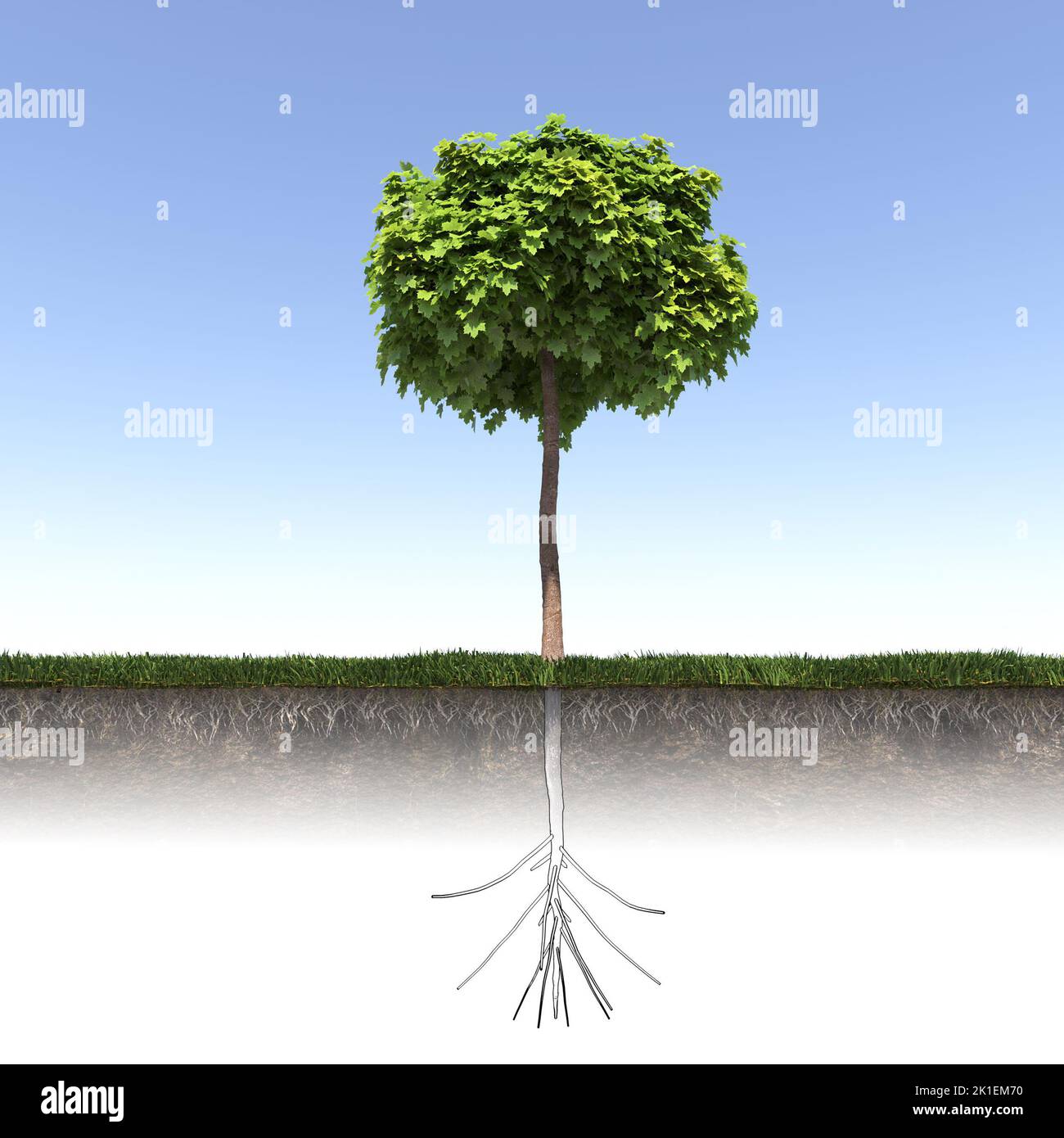 tree root system, cg illustration, sketch, outline Stock Photo - Alamy