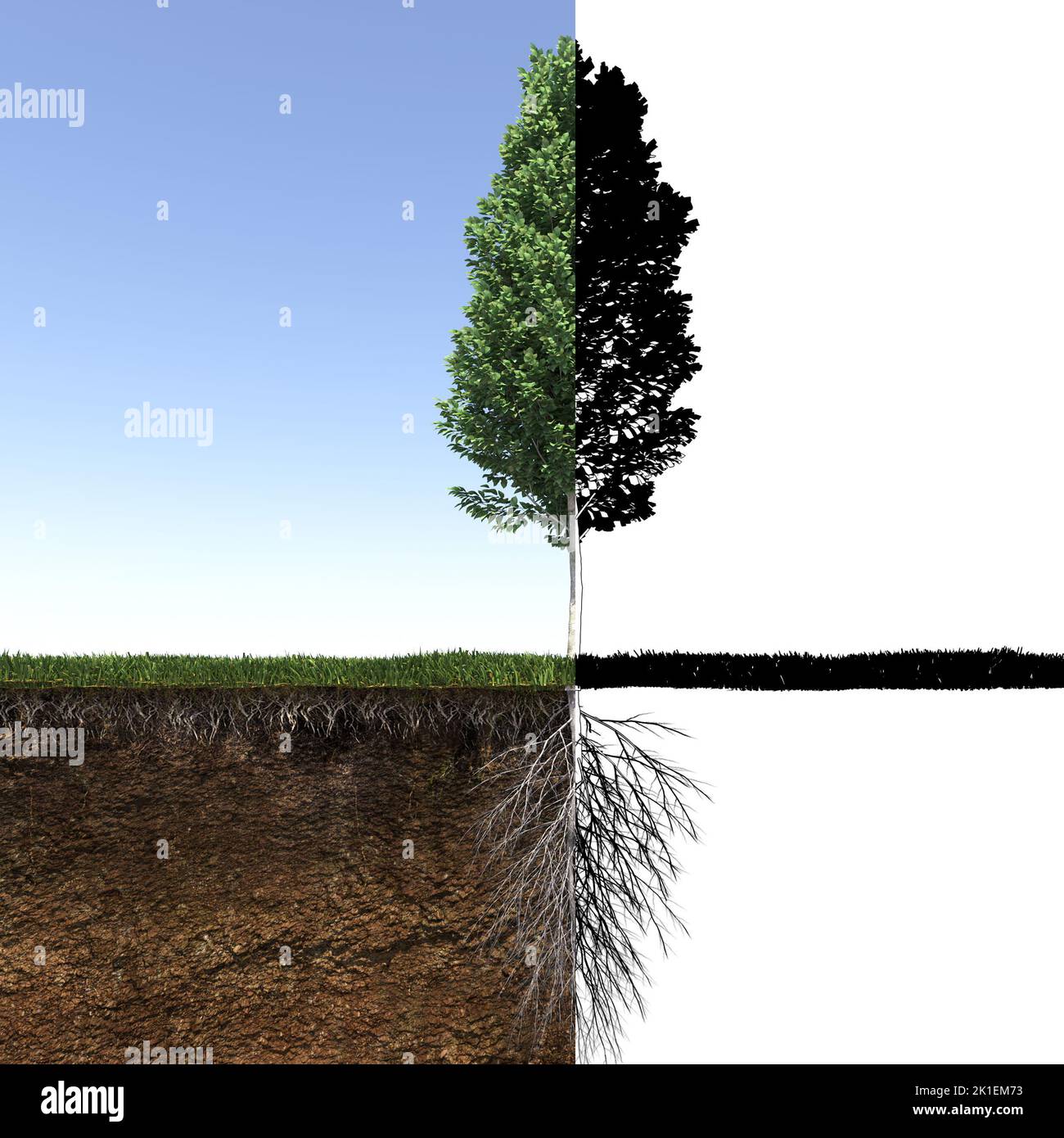 tree root system, cg illustration, sketch, outline Stock Photo - Alamy