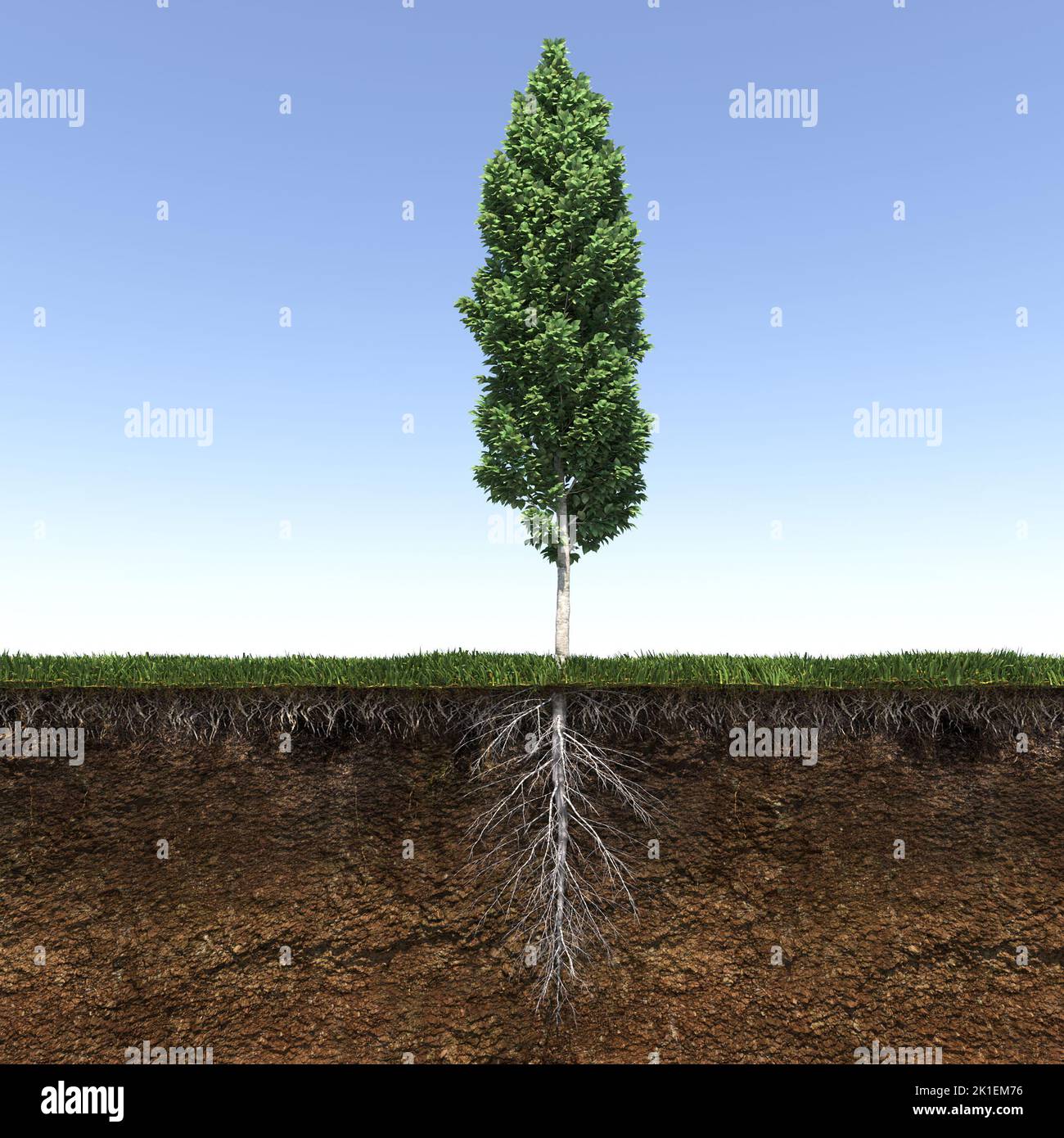 tree root system, cg illustration, sketch, outline Stock Photo - Alamy