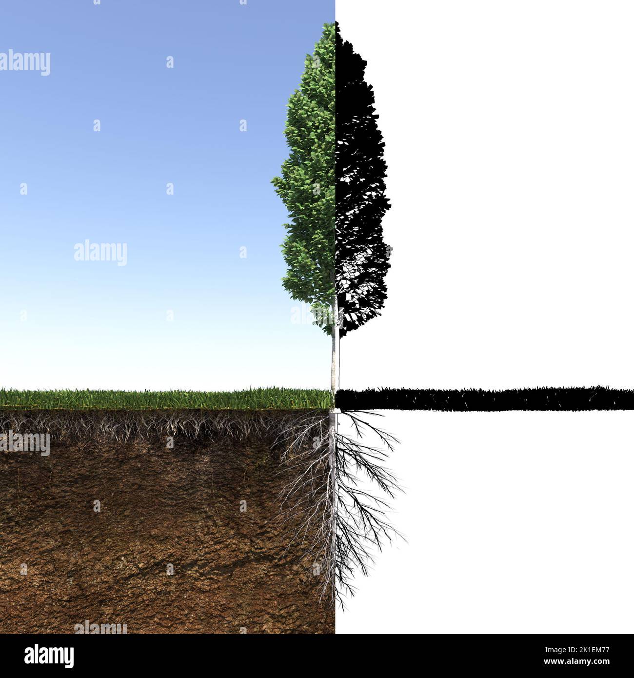 tree root system, cg illustration, sketch, outline Stock Photo - Alamy