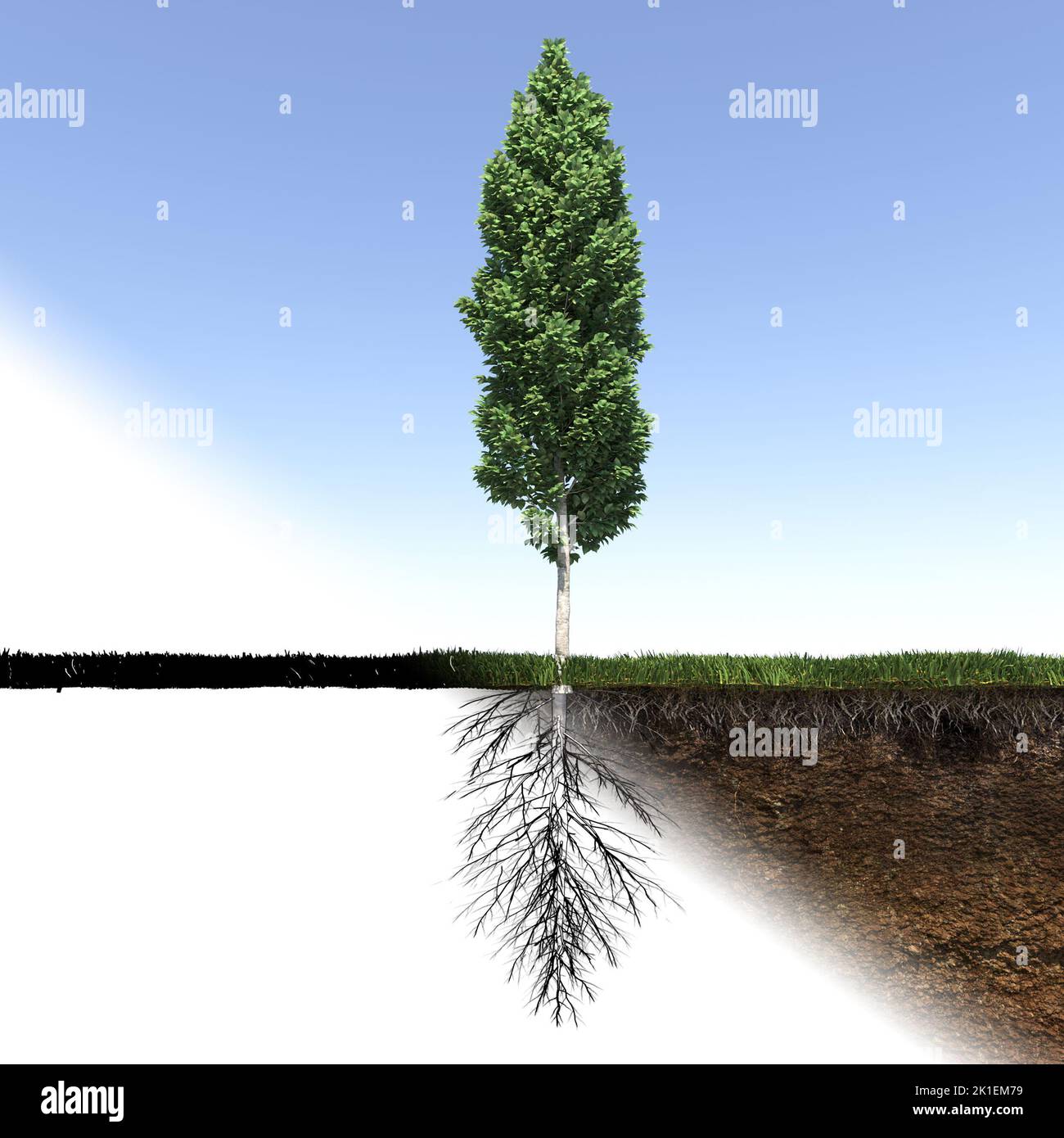 tree root system, cg illustration, sketch, outline Stock Photo - Alamy