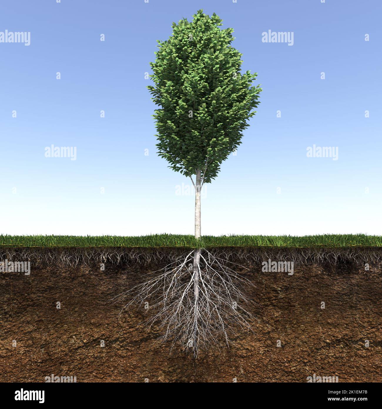 tree root system, cg illustration, sketch, outline Stock Photo - Alamy