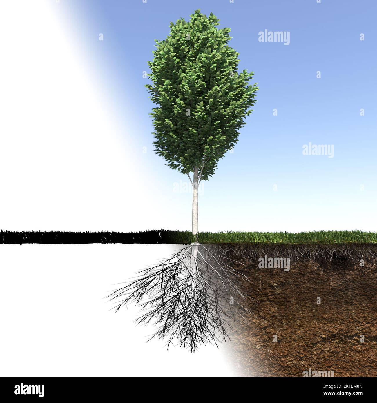 tree root system, cg illustration, sketch, outline Stock Photo - Alamy