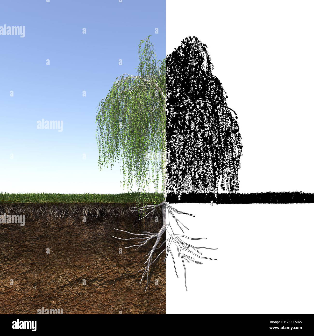 tree root system, cg illustration, sketch, outline Stock Photo - Alamy