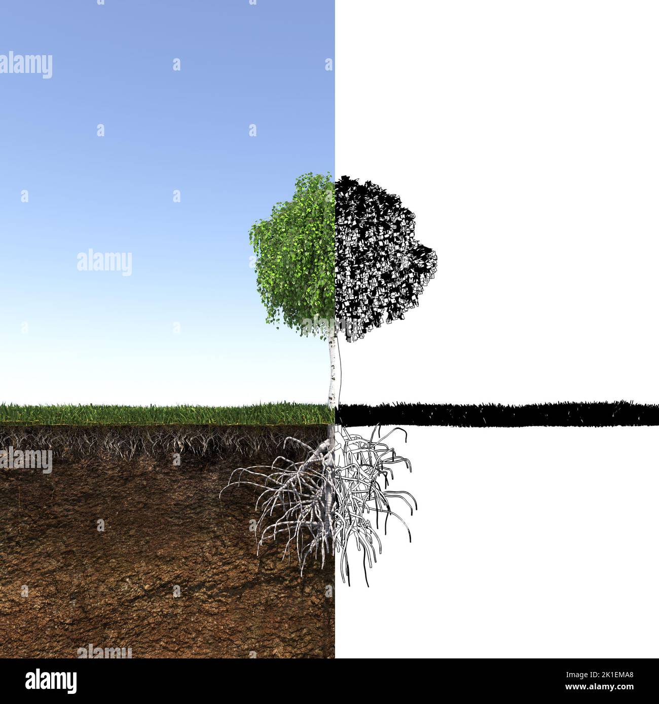 tree root system, cg illustration, sketch, outline Stock Photo - Alamy