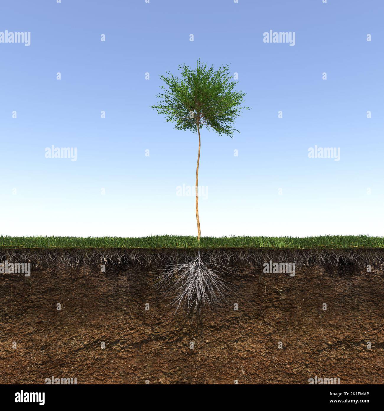 tree root system, cg illustration, sketch, outline Stock Photo - Alamy