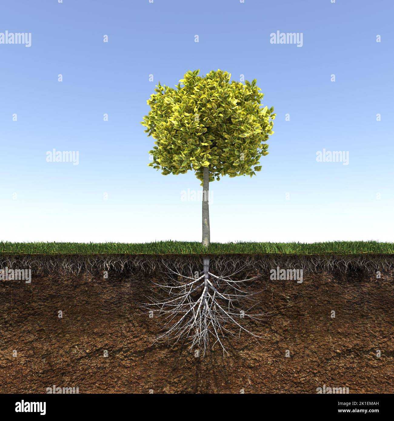 tree root system, cg illustration, sketch, outline Stock Photo - Alamy