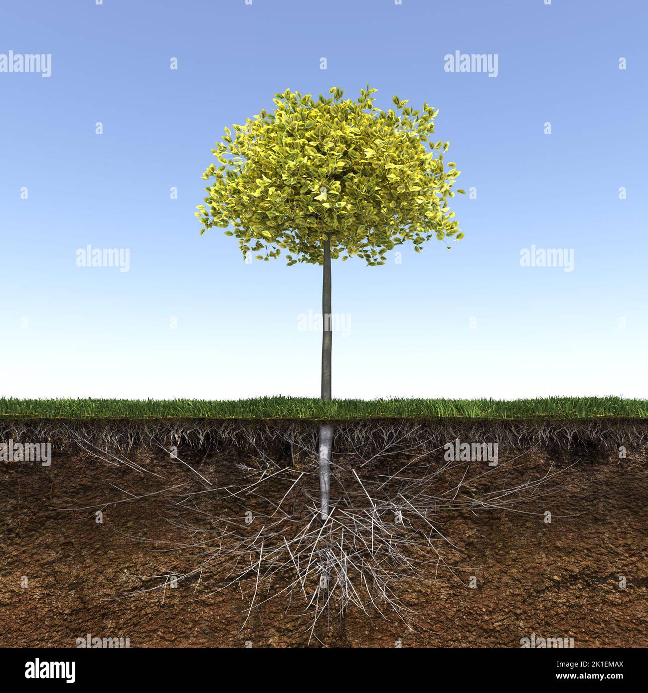 tree root system, cg illustration, sketch, outline Stock Photo - Alamy