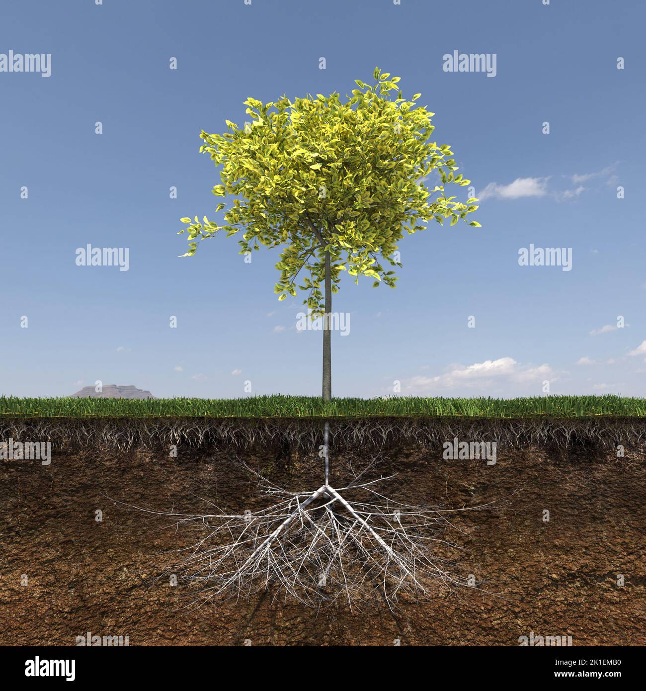 tree root system, cg illustration, sketch, outline Stock Photo - Alamy