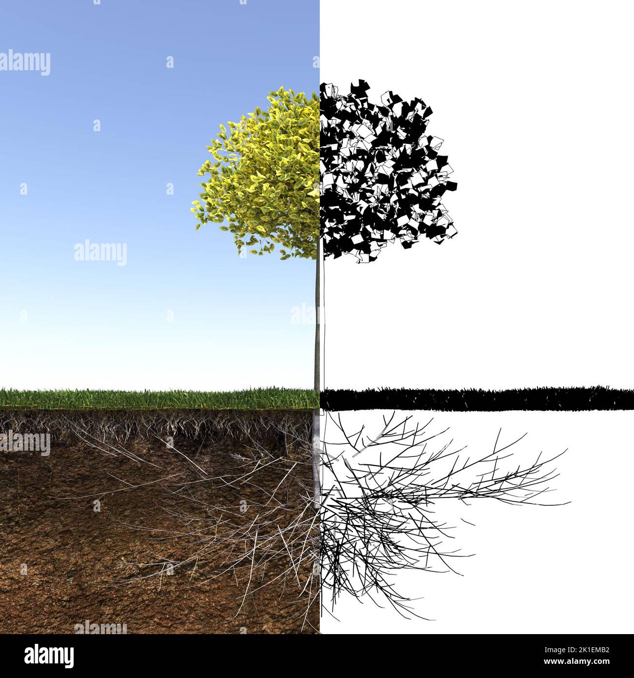 tree root system, cg illustration, sketch, outline Stock Photo - Alamy