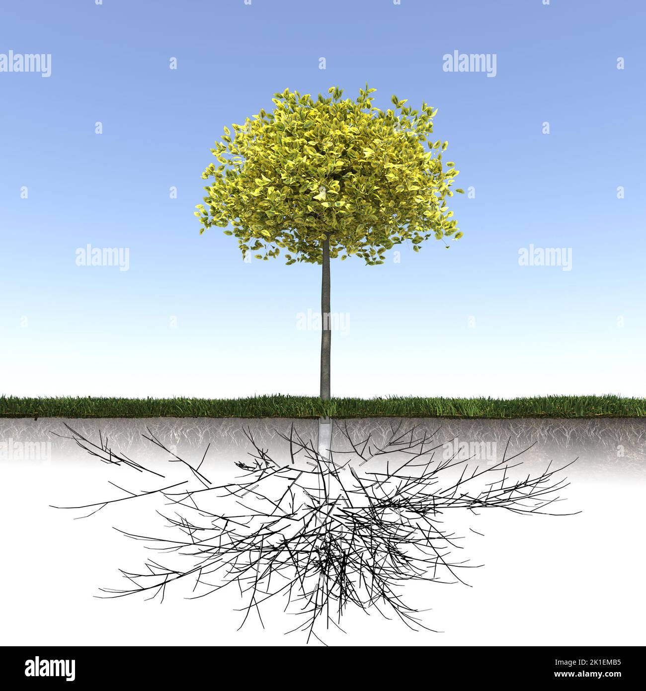 tree root system, cg illustration, sketch, outline Stock Photo - Alamy