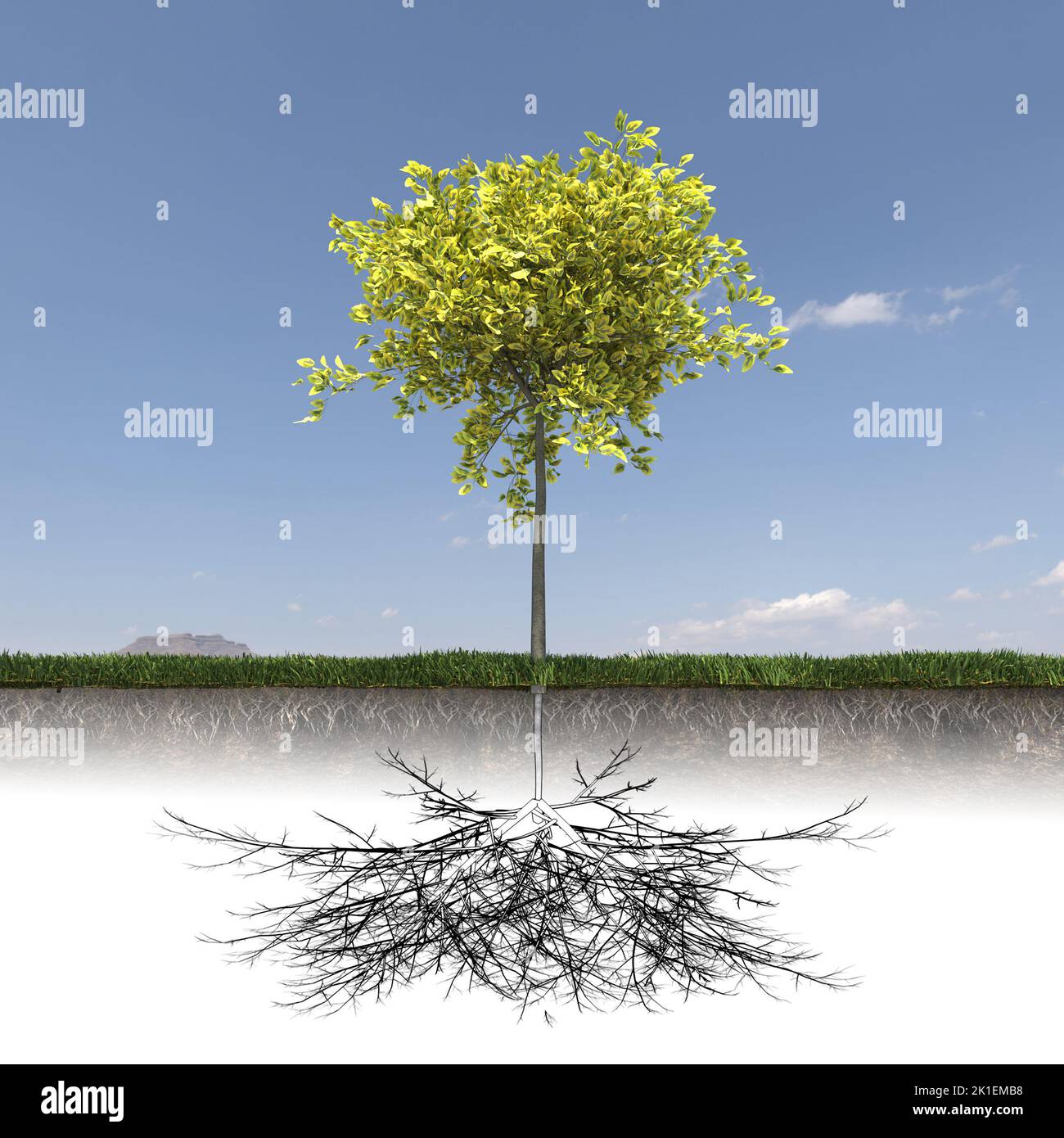 tree root system, cg illustration, sketch, outline Stock Photo - Alamy