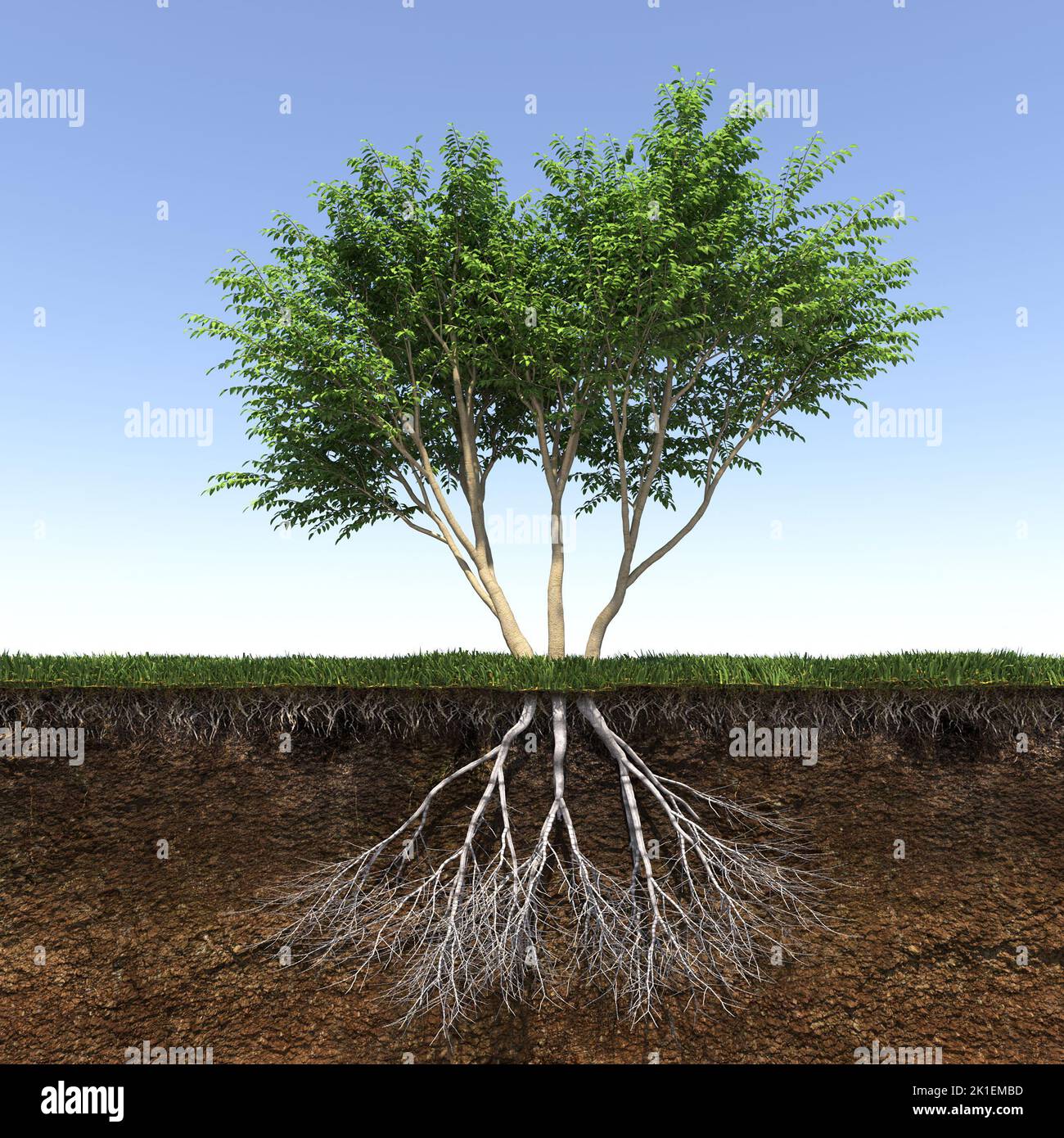Illustration tree root system hi-res stock photography and images - Alamy