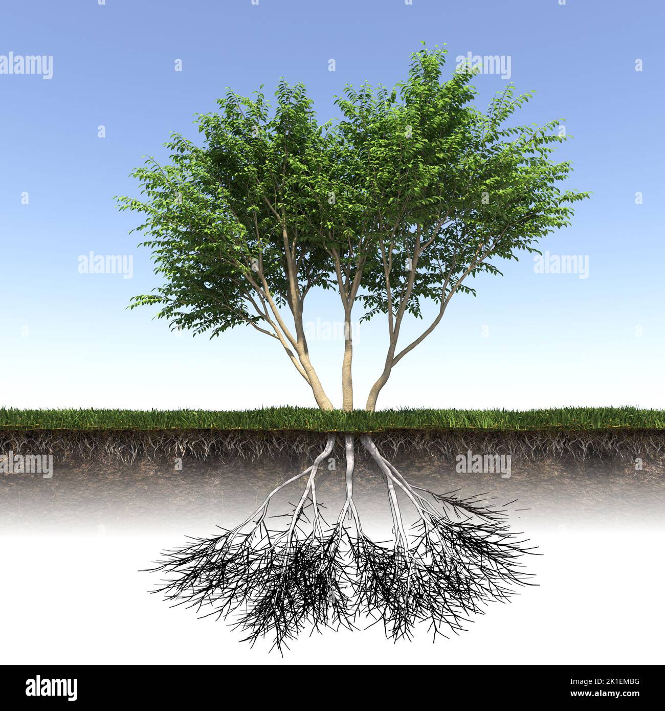 tree root system, cg illustration, sketch, outline Stock Photo - Alamy