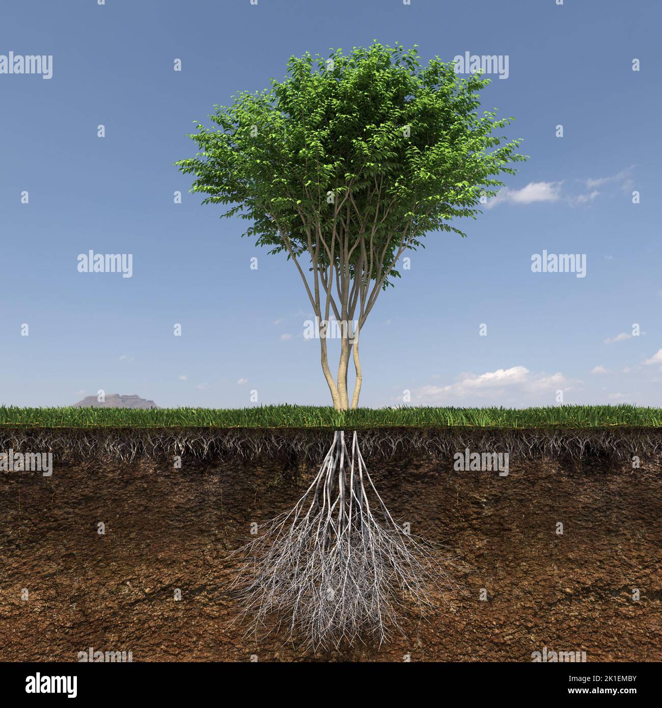 tree root system, cg illustration, sketch, outline Stock Photo - Alamy