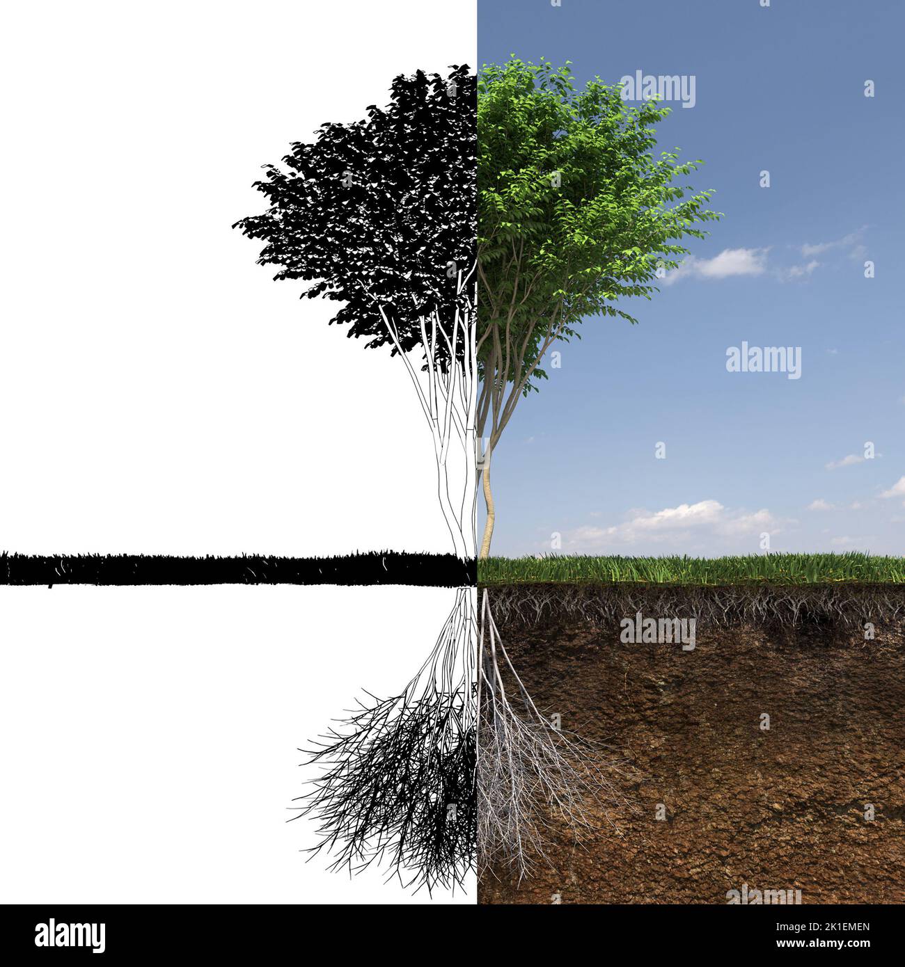 tree root system, cg illustration, sketch, outline Stock Photo - Alamy