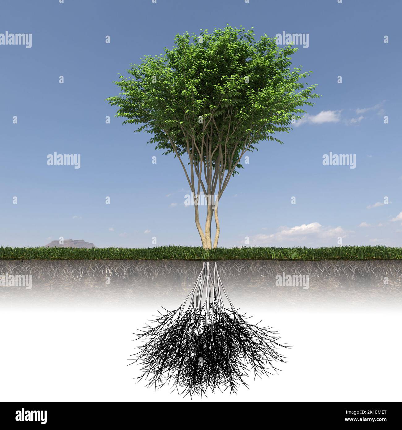 tree root system, cg illustration, sketch, outline Stock Photo - Alamy