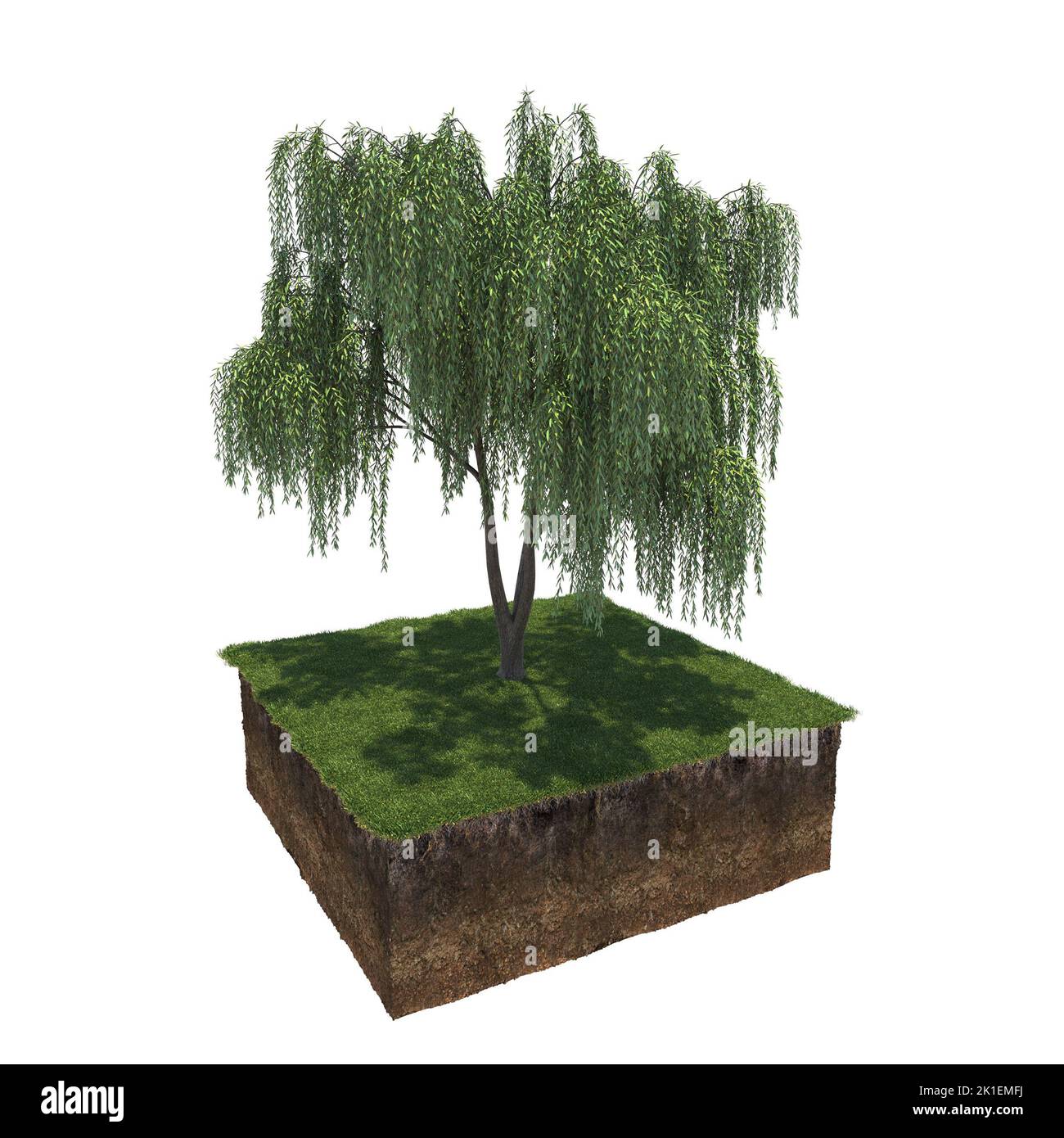 Cross section green grass underground Cut Out Stock Images & Pictures ...