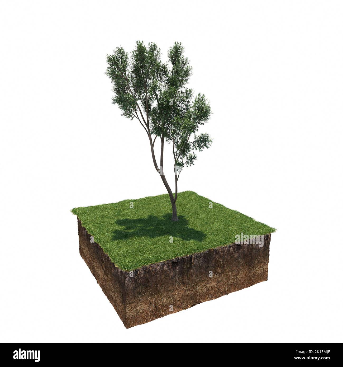 tree on the grass and a slice of soil under it, 3d render Stock Photo ...