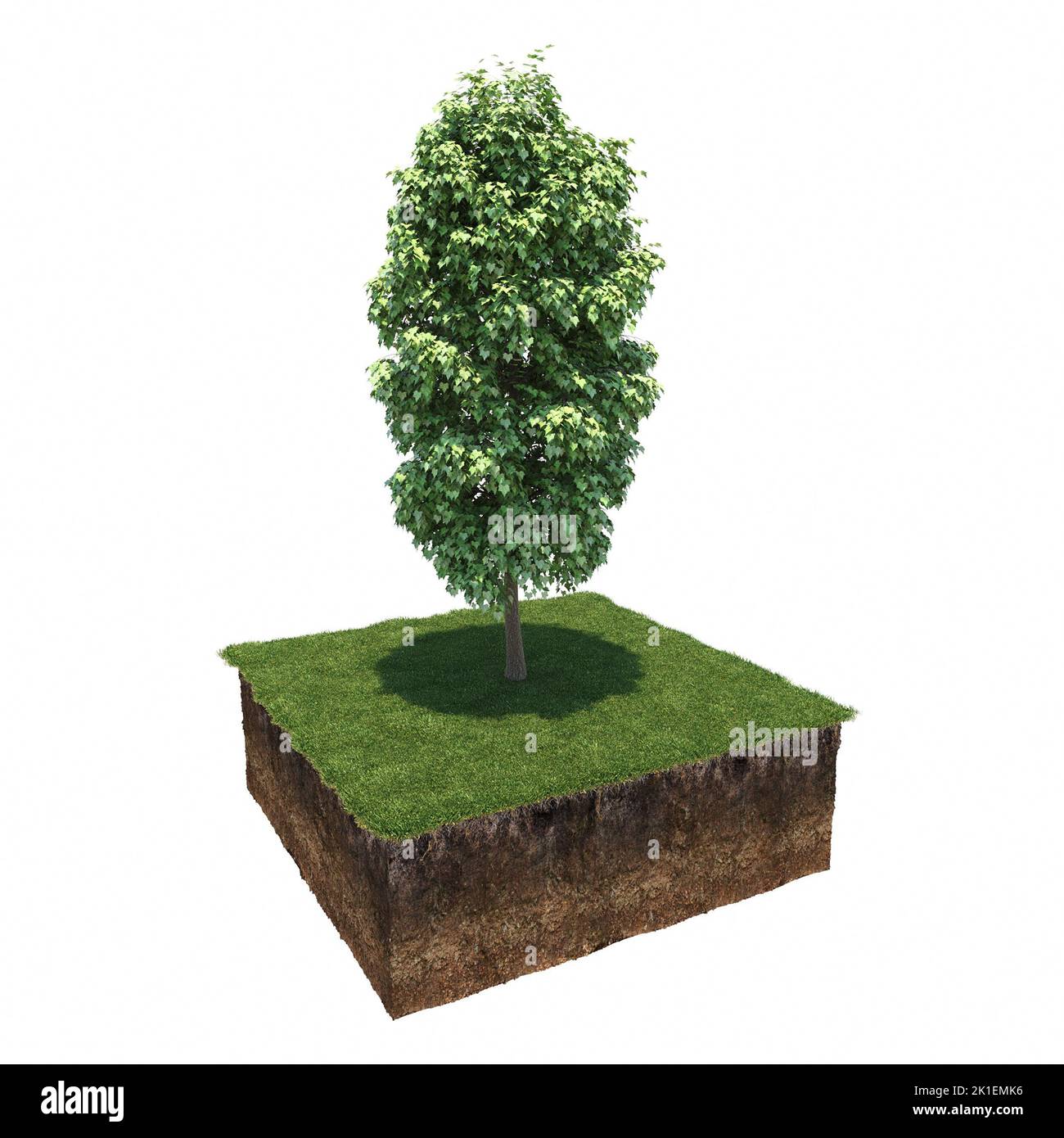 tree on the grass and a slice of soil under it, 3d render Stock Photo ...