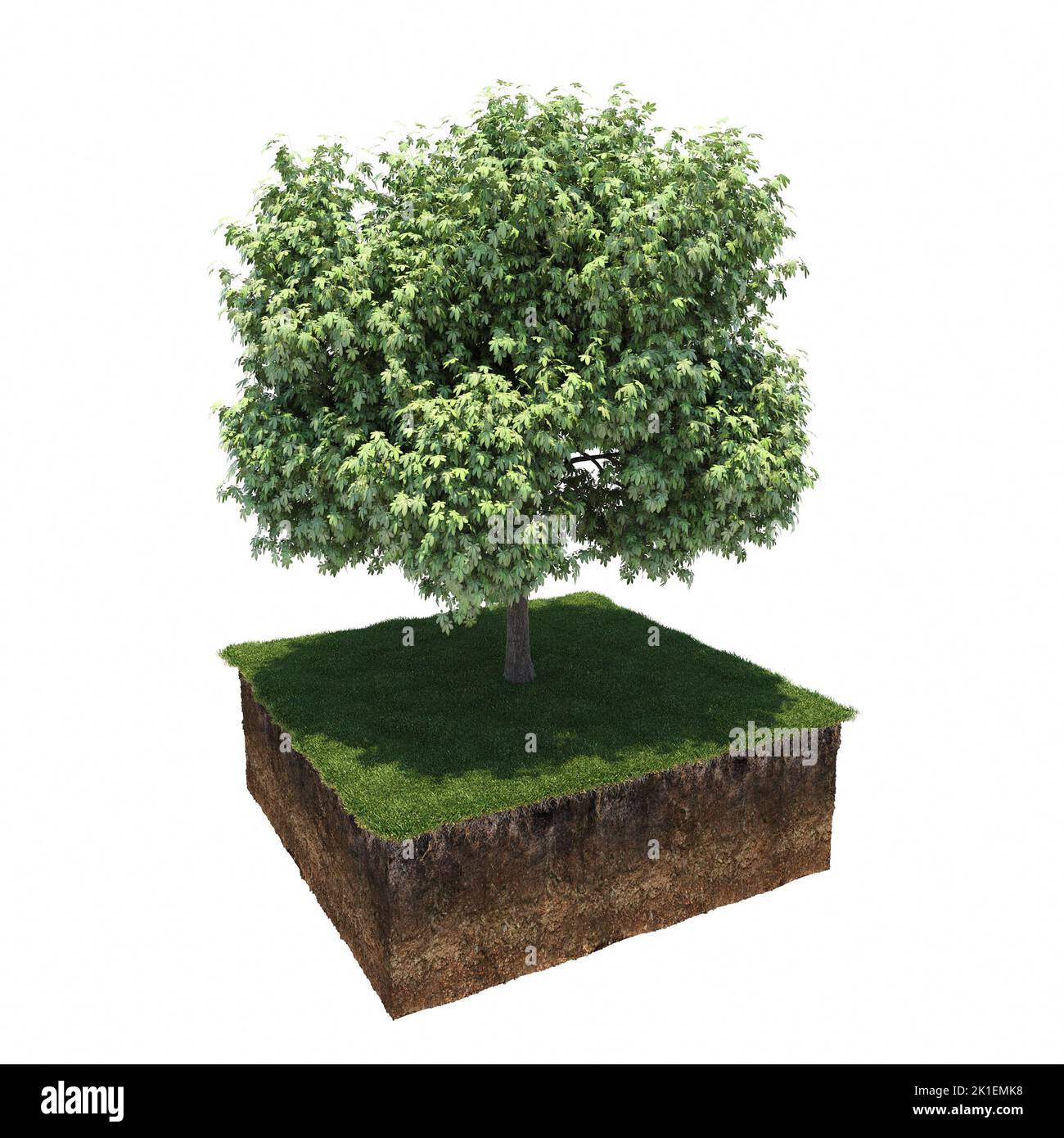 Cross section green grass underground Cut Out Stock Images & Pictures ...