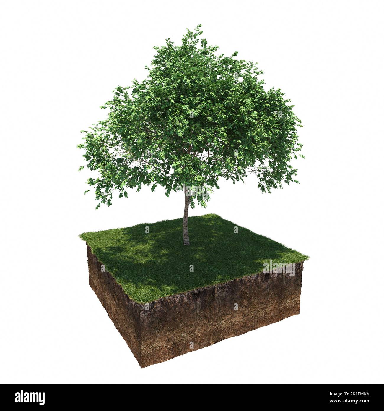 tree on the grass and a slice of soil under it, 3d render Stock Photo ...
