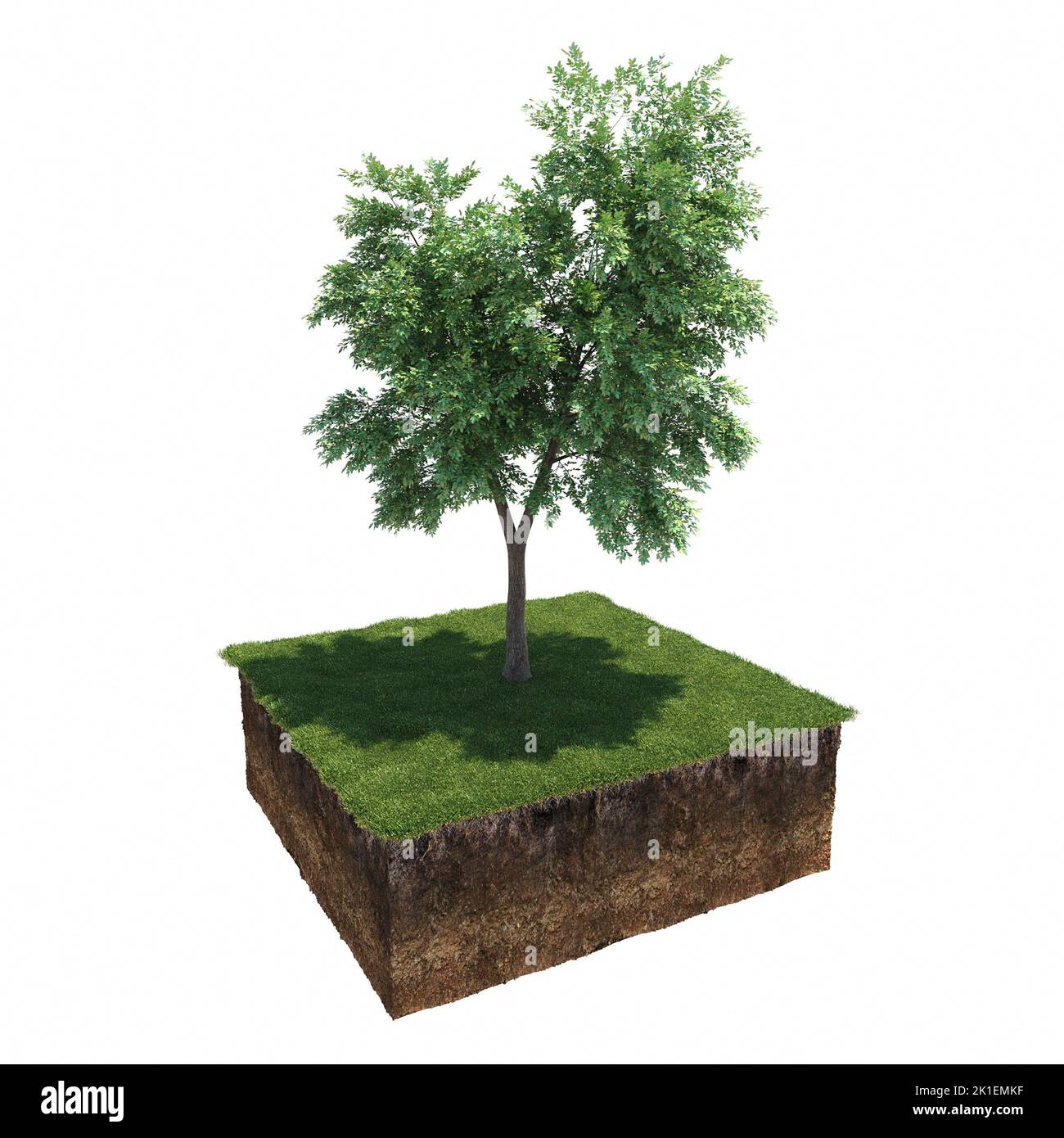 tree on the grass and a slice of soil under it, 3d render Stock Photo ...