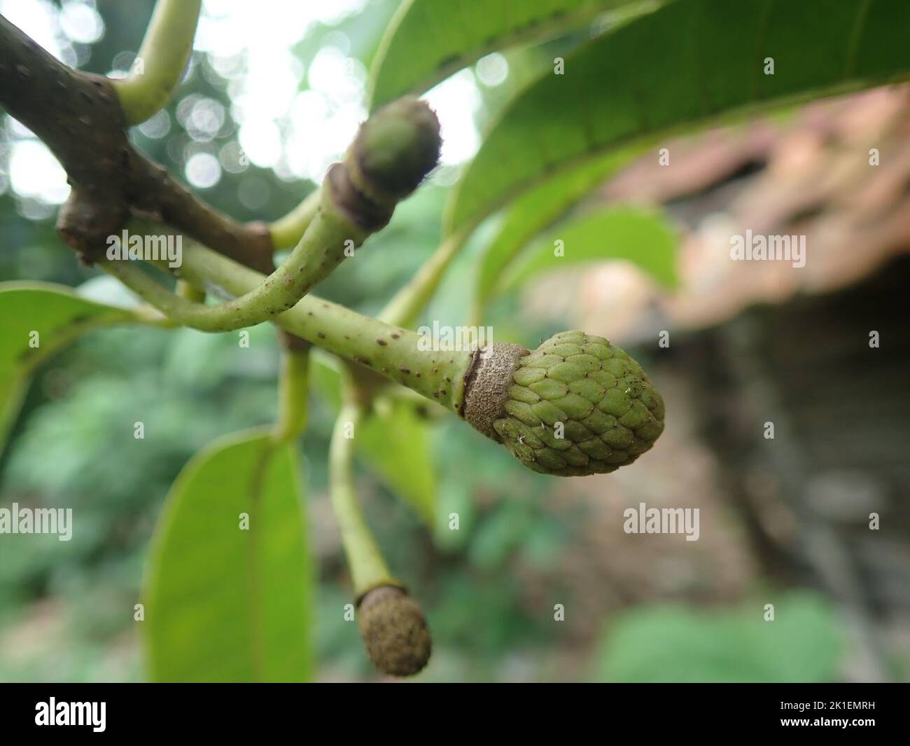 A newly grown fruit of the tree Stock Photo - Alamy