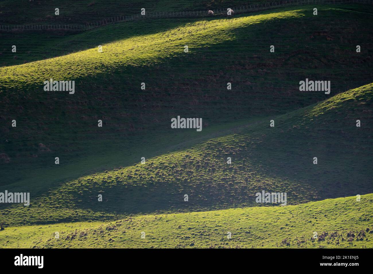 Rolling hills near Ashurst, Manawatu, North Island, New Zealand Stock ...