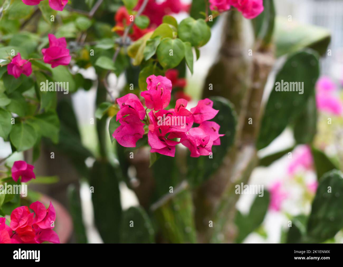 Purple flowering bougainvillea hi-res stock photography and images - Alamy