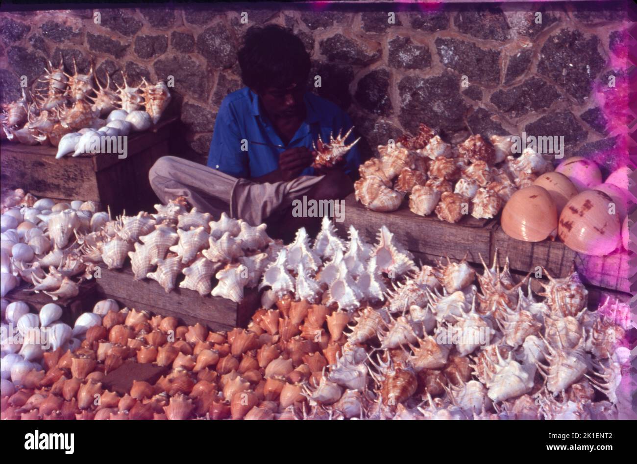India sea small shells hi-res stock photography and images - Alamy