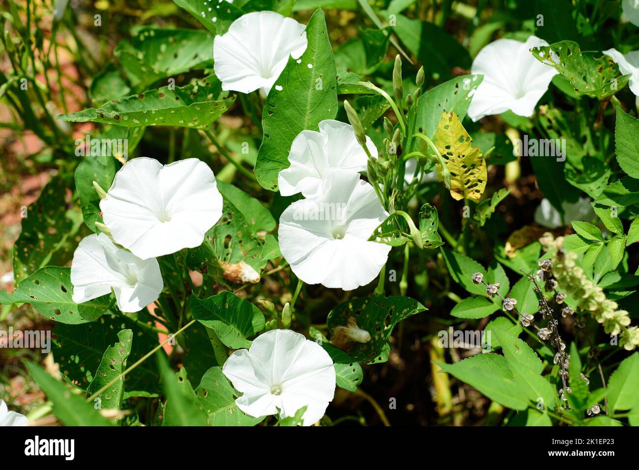Calystegia sepium white flowers growing in vietnam Stock Photo - Alamy