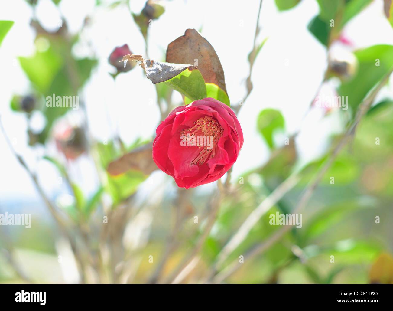 Camellia japonica (Japanese Camellia) flower close up Stock Photo - Alamy