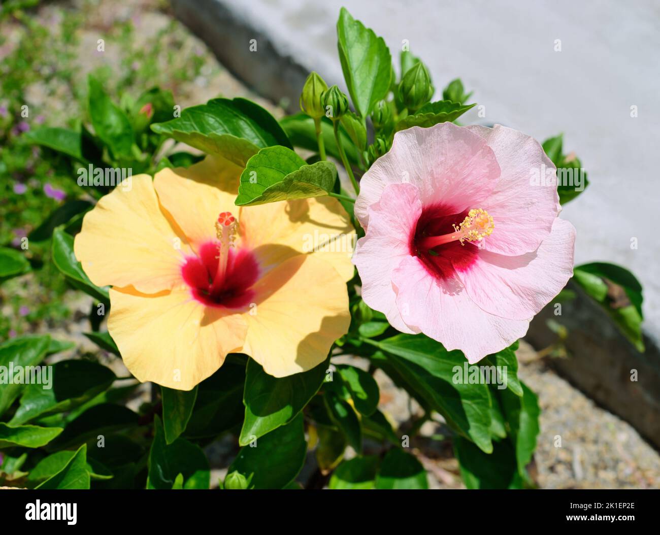 Hibiscus rosa-sinensis, known colloquially as Chinese hibiscus, China ...