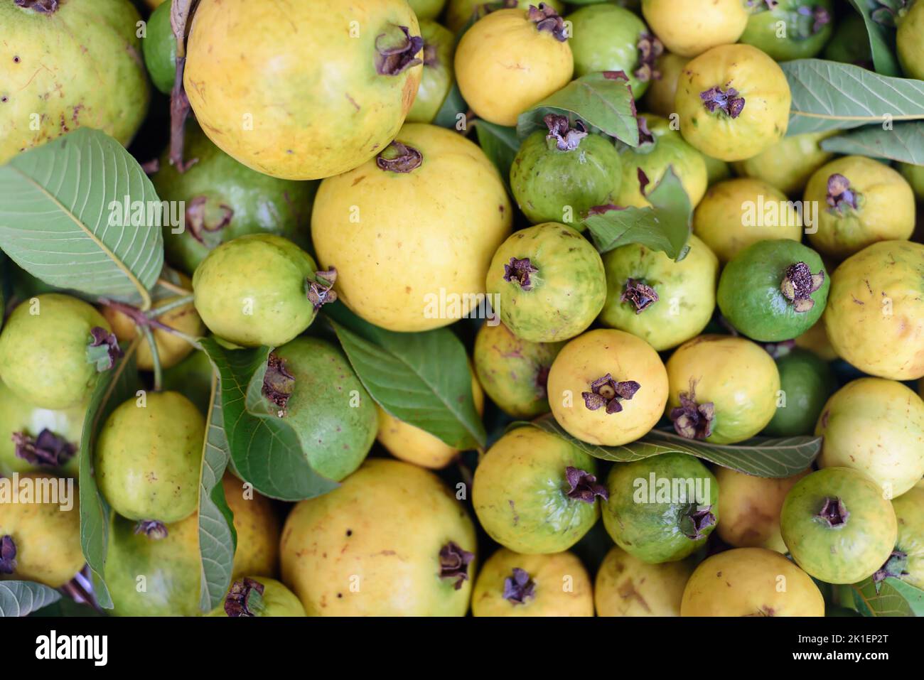 Many whole ripe guava fruits harvest in vietnam Stock Photo - Alamy