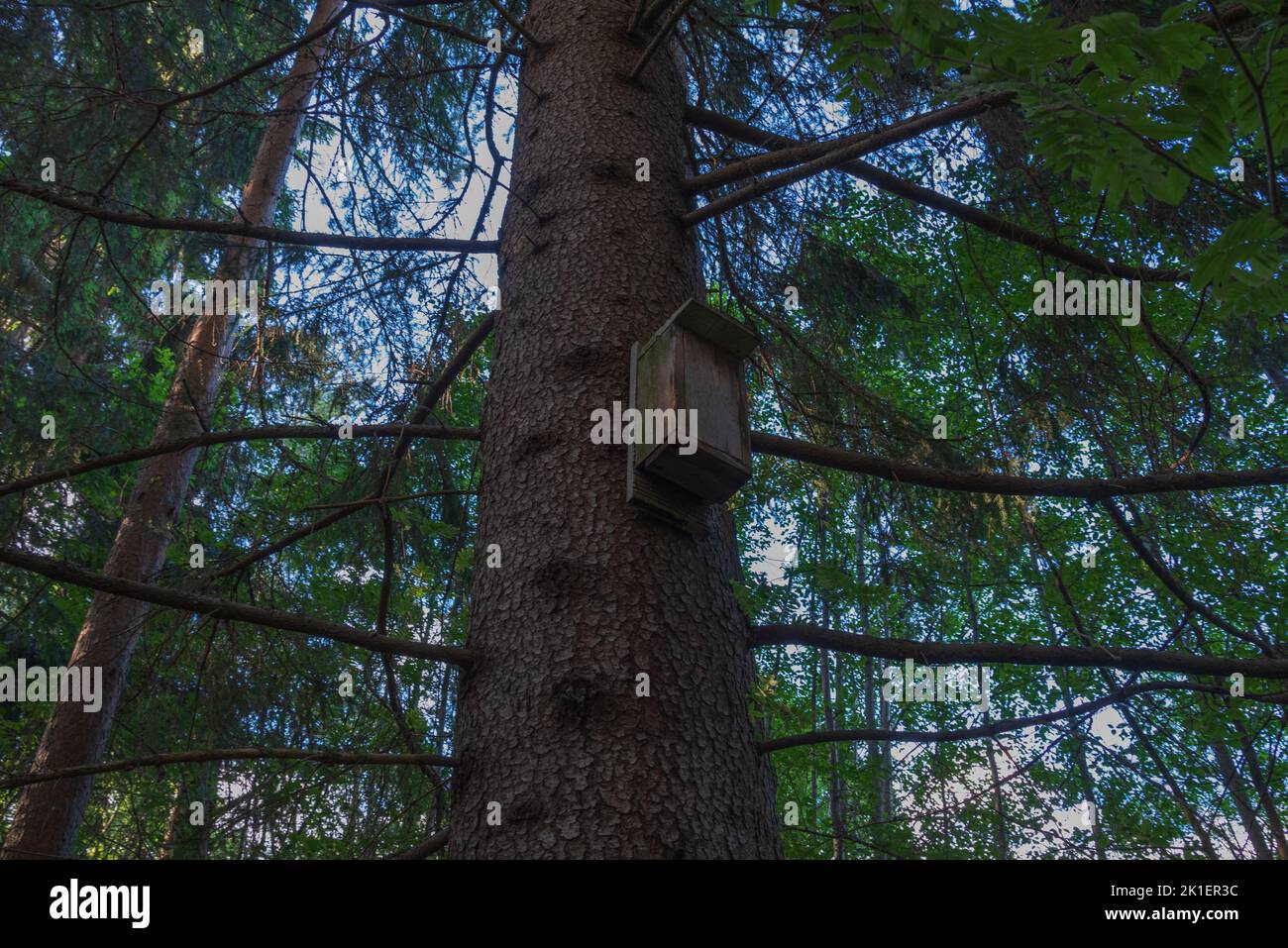 Bat nest hi-res stock photography and images - Alamy