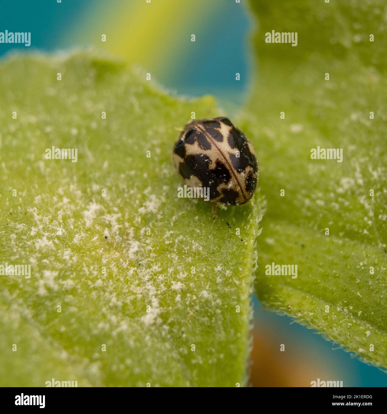 A close up shot of a black and white lady bug on a green leaf Stock ...